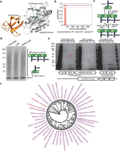 Lyth Pulled Down Acth A Previously Uncharacterized Polytopic Membrane