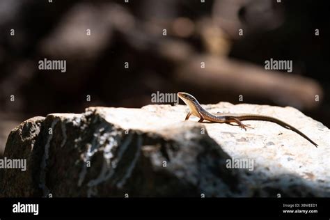 Skink Or Mabuya Multifasciata Lizard At The Jungle Of Goa India