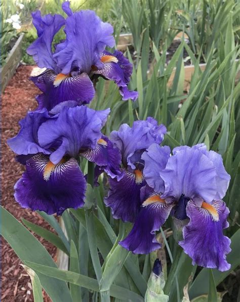 Purple Bearded Iris With Iconic Beards