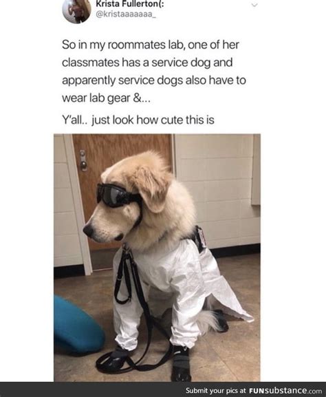 Cutest Lab Assistant Ever Funsubstance