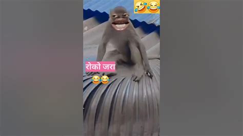 Arey Usko Roko Bhai 🤣 Viral Comedy Yt Shortvideo Youtube
