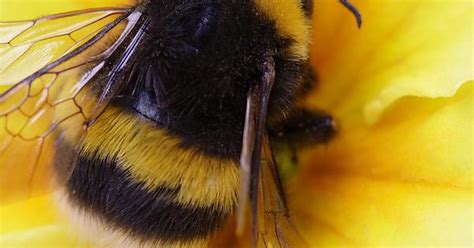 Fluffy Little Bumble Bee Album On Imgur