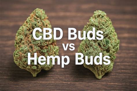Cbd Buds Vs Hemp Buds Key Differences Explained Justkana