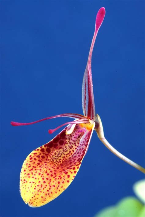 New Restrepia Sp From Peru Orchid Flower