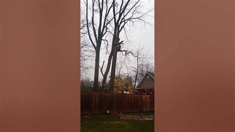 More Tree Cutting Youtube