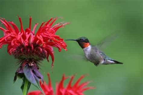 Hummingbird And Roses Wallpapers Wallpaper Cave