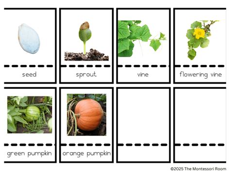Life Cycle Of A Pumpkin Activities [free Printables] The Montessori Room