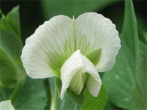 Plant Families Flashcards Quizlet