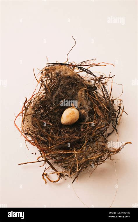 Hummingbird Eggs Look Like At Jeremy Shockley Blog