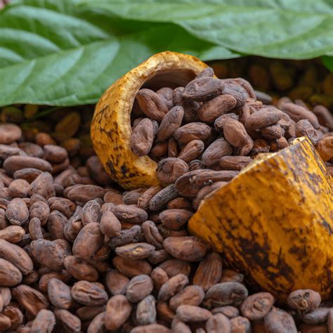 Producción De Cacao En Ecuador Y Su Impacto Económico Del Monte Ag