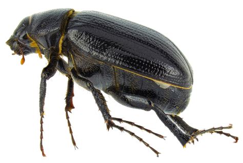 Diplotaxis Diplotaxis Bugguidenet