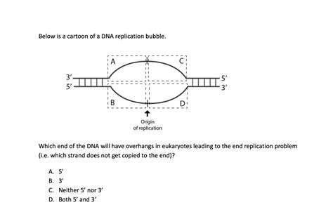 Solved Below Is A Cartoon Of A Dna Replication Bubble Which