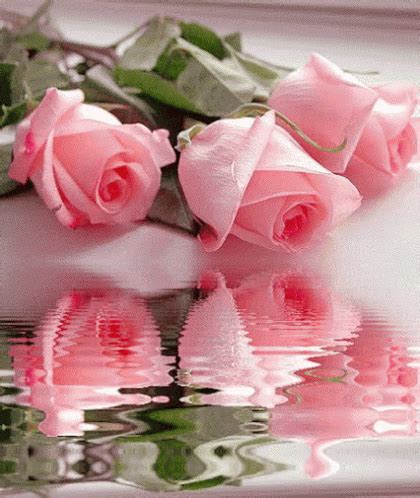 Rose  Rose Discover And Share S