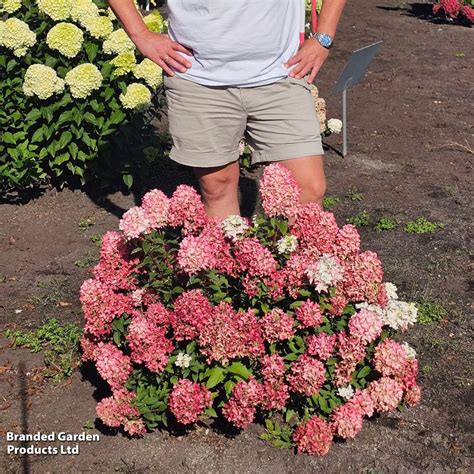 Hydrangea Paniculata Groundbreaker Ruby