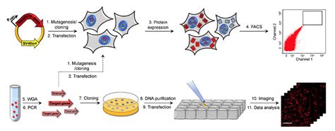 Rapid Directed Molecular Evolution Of Fluorescent Proteins In Mammalian