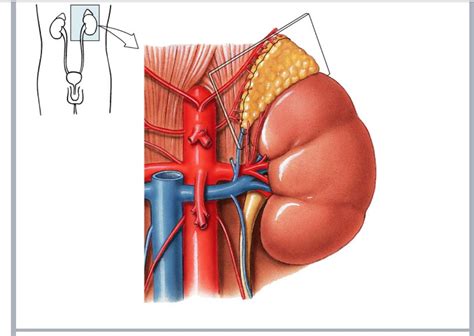 Adrenal Glands Diagram Quizlet
