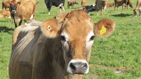 Methane Emissions Reduction In Livestock Grants Program