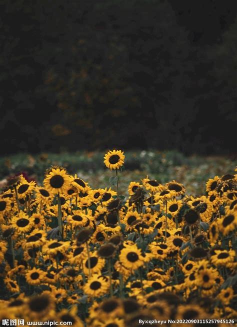 金光菊摄影图花草生物世界摄影图库昵图网