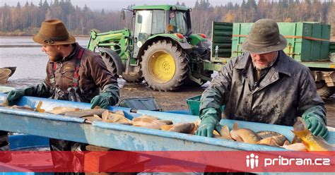 Z Padrťského Rybníka Rybáři Vedle Kaprů Vylovili I Velké štiky A