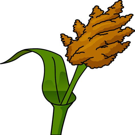 Sorghum Grain Leaf Figure Science Figures