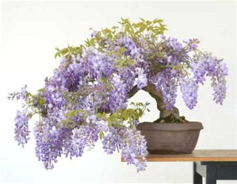 Wisteria Sinensis Chinese Wisteria The Seed Vine