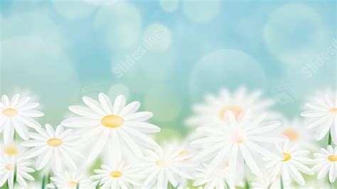Flower Chrysanthemum Spring White Beautiful Nature Powerpoint