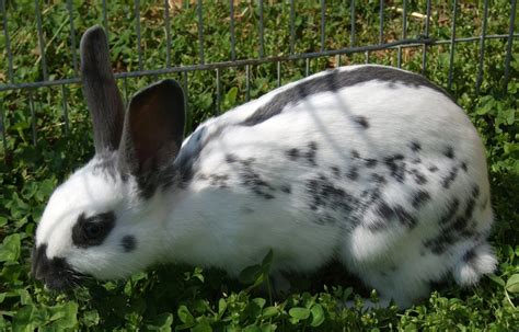 English Spot Facts Temperament And Care With Pictures
