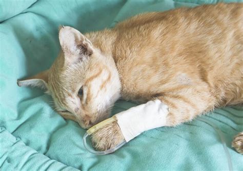 Gastroenteritis In Cats Causes Symptoms And Treatment