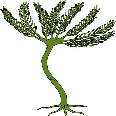 Echinoderm Figure Science Figures