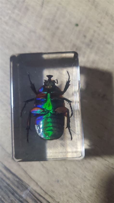 What Gender And Type Is This Beetle Rinsects