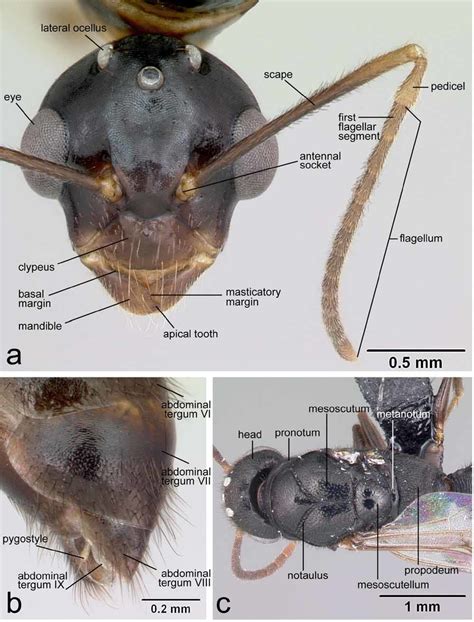 Male Ant Terminology A Camponotus Mad18 Casent 0497230 Bc