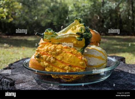 Ornamental And Decorative Gourds Are Unusually And Beautifully Formed