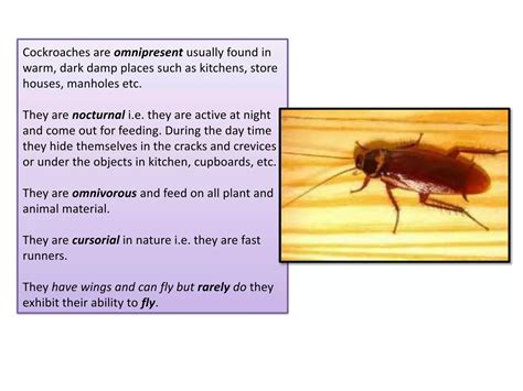 Cockroach Pptx