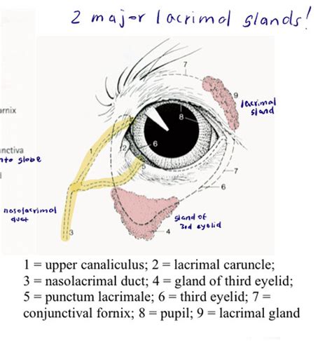 Pathology Ii Eye And Ear Flashcards Quizlet