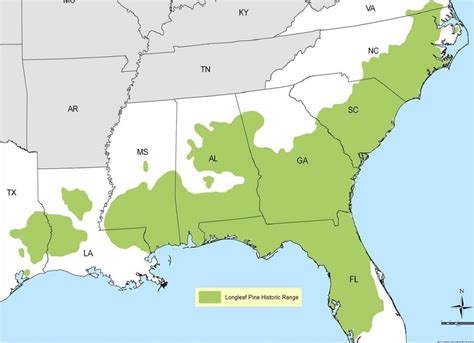 Longleaf Pine Forests Thrive On Controlled Burns Popular Science