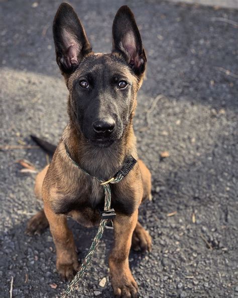 Pin Di Belgian Malinois