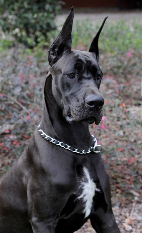 Black Great Dane Cropped Ears