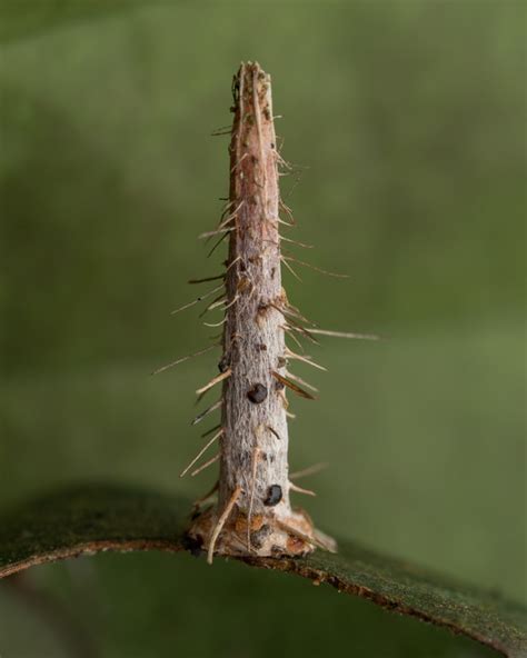Insect Eggs Cases And More Jeremy Squire