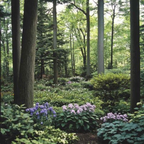 23 Woodland Garden Ideas To Bring Nature Right To Your Door