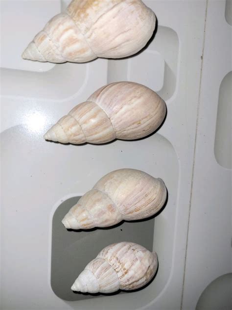 Other Big Shell 🐚 With 4 Quantity Freeup