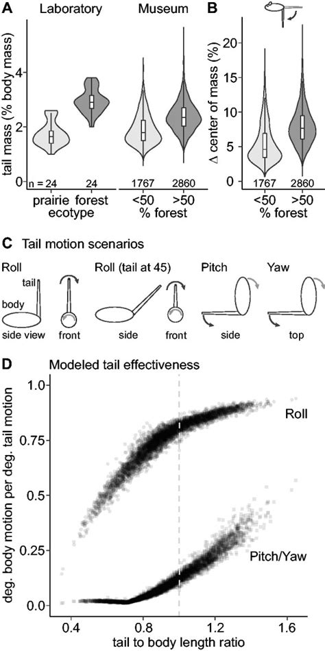 Tail Length Evolution In Deer Mice Linking Morphology Behavior And