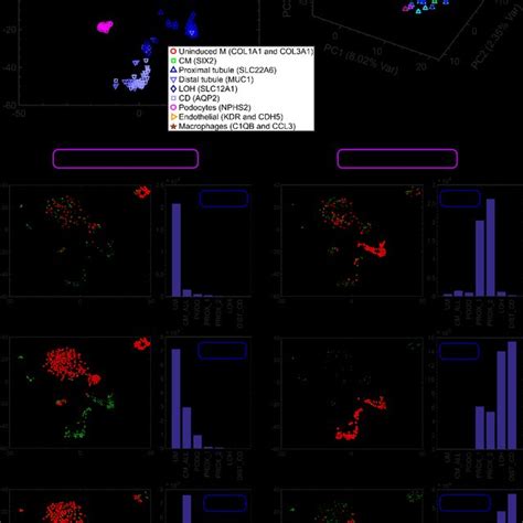 Single Cell Gene Expression Analysis Enables Characterization Of Download Scientific Diagram