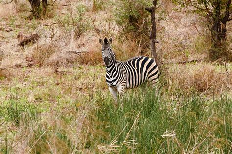 Satwa Zebra Mamalia Foto Gratis Di Pixabay Pixabay