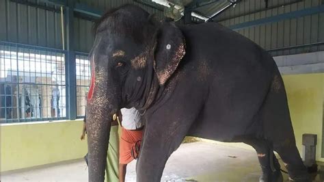 Tragic Story Of Jaymala জয়মালাৰ চিৎকাৰত কঁপিছে তামিলনাডুৰ মন্দিৰ ঈশ্বৰৰ প্ৰাংগণতে কোন