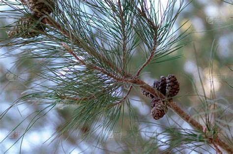 松树自然秋天松木图像松科枝美国无人树林