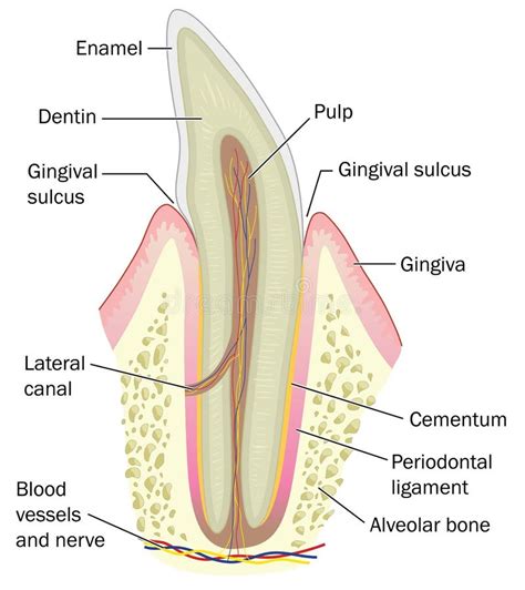 Cross Section Of Incisor Tooth Stock Vector Illustration Of Anatomy