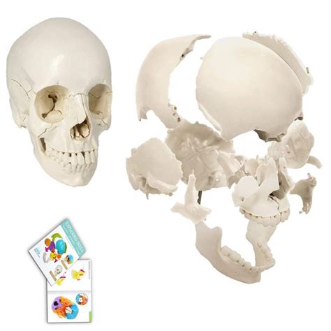 Disarticulated Human Exploded Skull Model Life Siz 22 Parts Kico Scientific