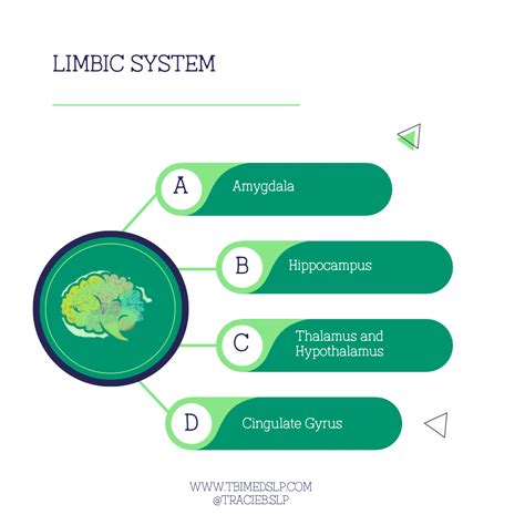 The Limbic System Structure Function And Impact Of A Brain Injury