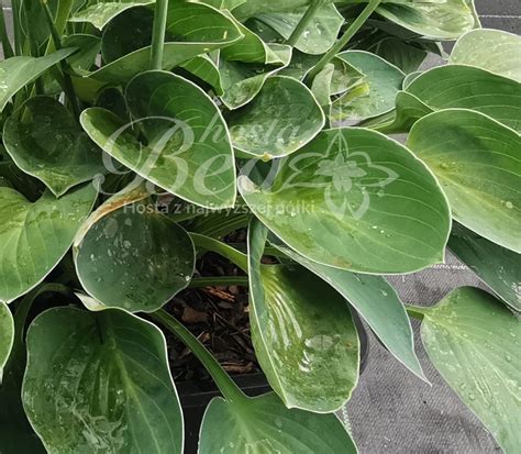 Hosta ‘bea Mouse Sombrero Sklep Hosta Bea