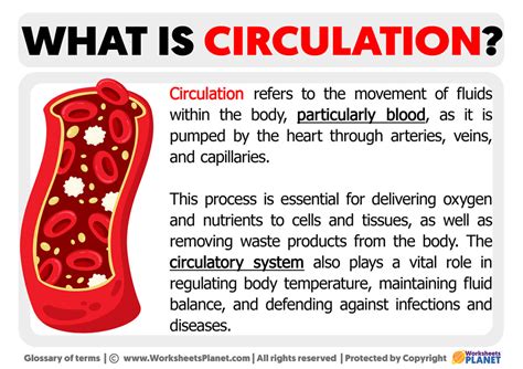 What Is Circulation Definition Of Circulation